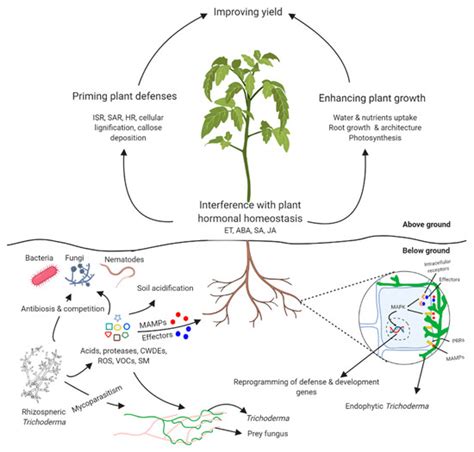 Deciphering Trichoderma Plant Pathogen Interactions For Better Development Of Biocontrol
