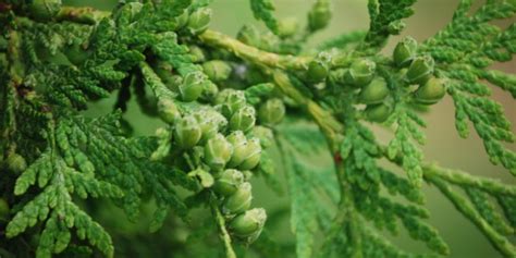 Carbon Dioxides Boost To Trees May Not Offset Its Climate Impact Ars Technica