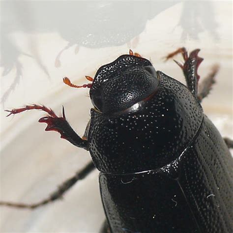 Scrab Beetle Diplotaxis Liberta Bugguidenet