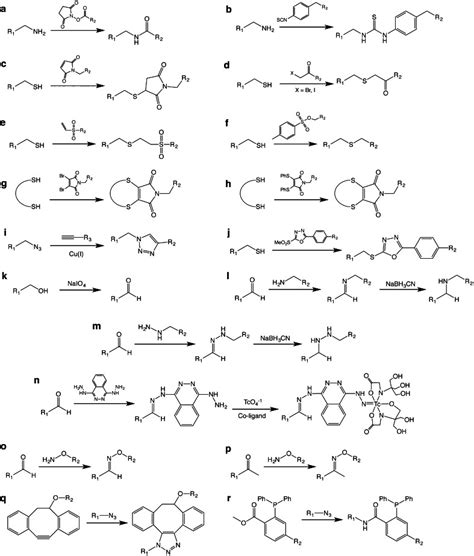 Site Specifically Labeled Immunoconjugates For Molecular Imaging—part 1