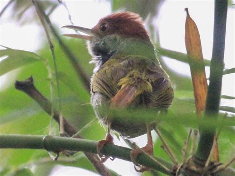 Green Backed Tailorbird Ebird