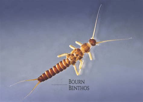 Among The Instars Allocapnia — Bourn Benthos