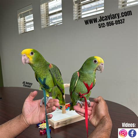 Birds Available