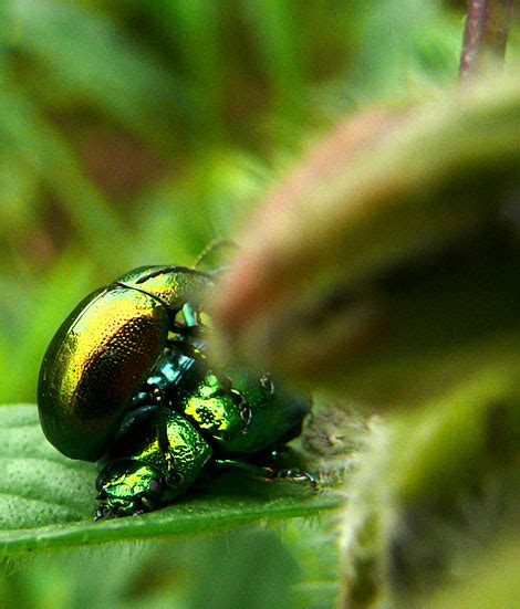 Kampf Um Sex Kapuzina