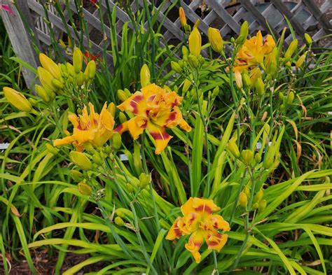 Ahs Region 10 Kytn Thank You To Everyone Who Chaired A Committee Presented A Program