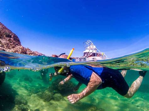 Snorkeling In Cabo San Lucas Pelican Cabo