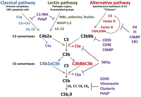 Schematic Of Complement Activation And Regulation Complement Download Scientific Diagram