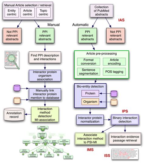 Manual Versus Automated Protein Protein Interaction Annotation