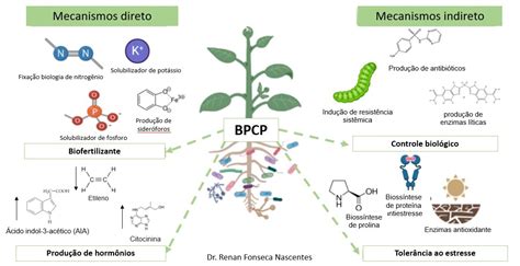 Bactérias Promotoras Do Crescimento De Plantas Bpcp Mecanismo De Ação