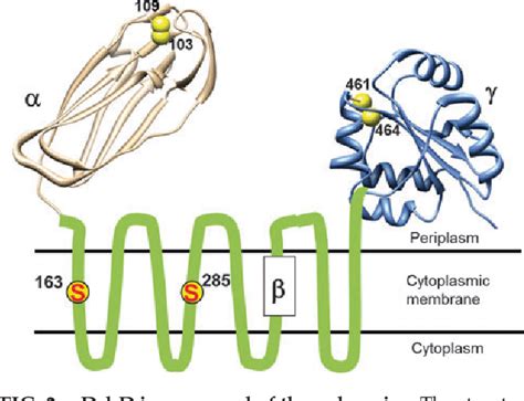 Figure 1 From Many Roles Of The Bacterial Envelope Reducing Pathways