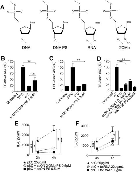 Ssrna Display Similar Ability As Ssdna To Inhibit Endocytic Uptake In Download Scientific