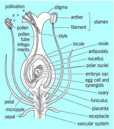Plant Ovary Diagram