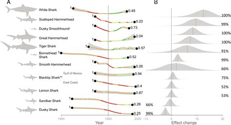 Tiger Shark Classification Chart