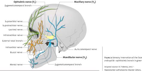 Figure 2 From Anatomy Of The Periorbital Region Semantic Scholar