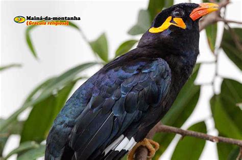 Ornitologia Mainá Da Montanha Gracula Religiosa