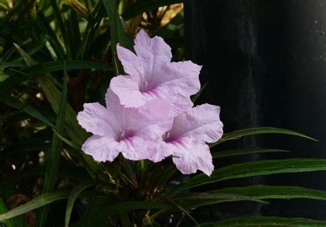 Ruellia Plant Growing And Care Guide For Gardeners