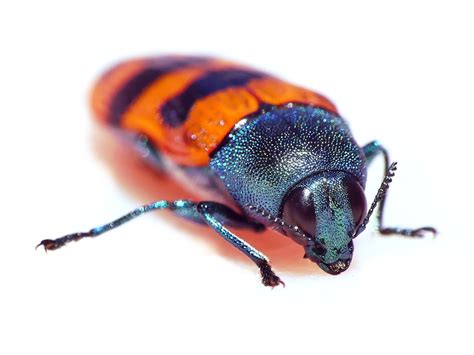 Castiarina Crenata Ausemade