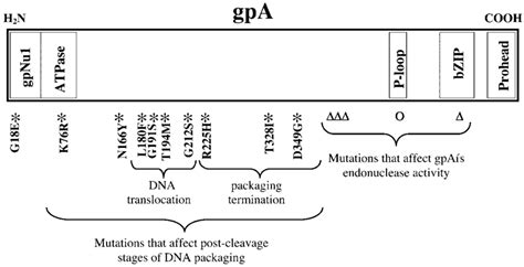 Clustering Of Gpa Mutational Phenotypes The Amino Terminal End Of Gpa