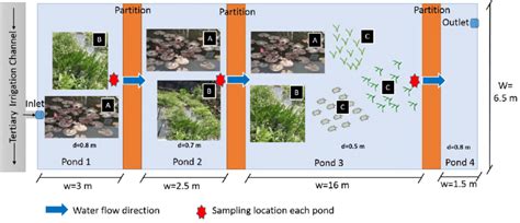Pond Phytoremediation Model Was Used In This Research Note A