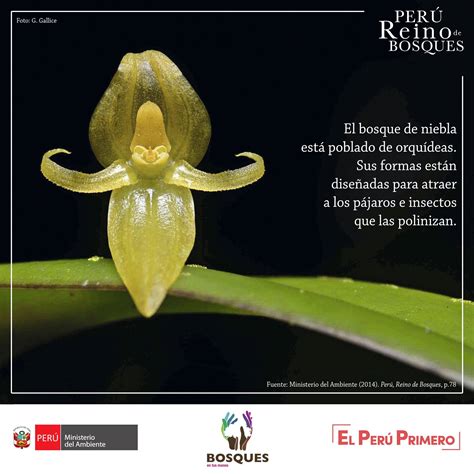 Programa Nacional De Conservación De Bosques ¿sabías Que Nuestro País Cuenta Con Más De 3000