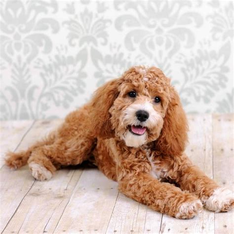 Is Cockapoo Hypoallergenic All You Need To Know About Cockapoo Dogs