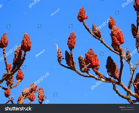 Sumac North America At Samantha Sternberg Blog