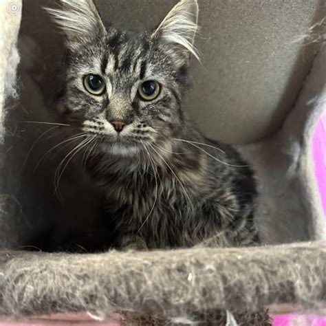 Willow Foster To Adopt Female Domestic Short Hair Cat In Vic Petrescue