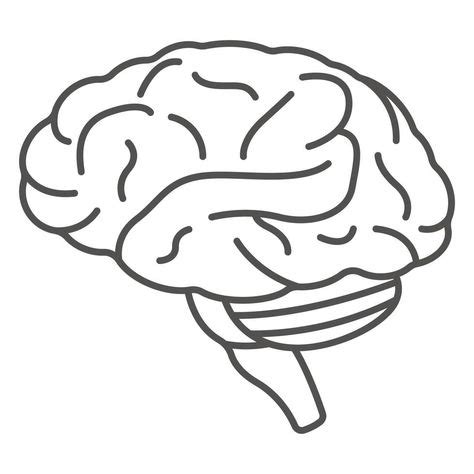 Cerebro Facil De Dibujar