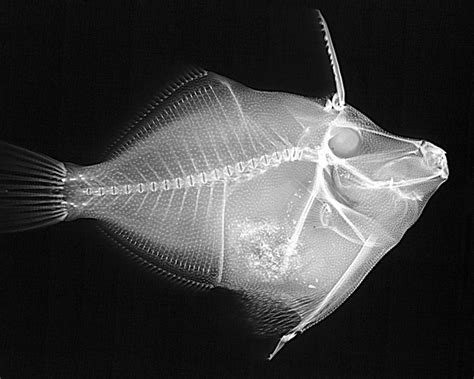 Why Are They Called Triggerfishes The Australian Museum