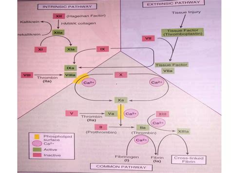 Hemorrhagic Diathesis I Bleeding Disorders Pptx