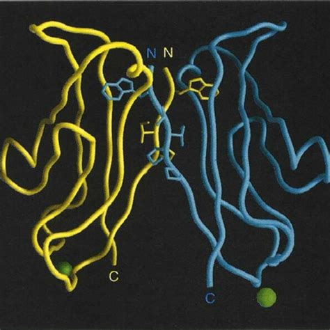 Structure Of Two Protomers Interacting In The Strand Dimer The N And C