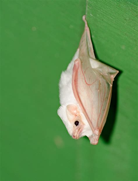 23 Honduran White Bat Facts Living Marshmallows Artofit