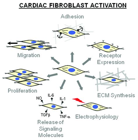 The Cardiac Fibroblast Functional And Electrophysiological Considerations In Healthy And