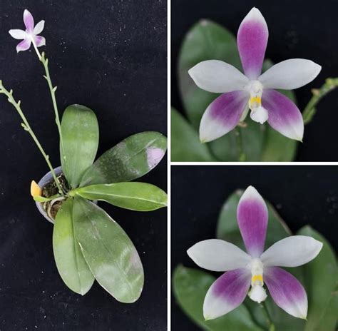 Phal Lioulin Blue Jenny Tubestock Fong Ping Orchids Nursery