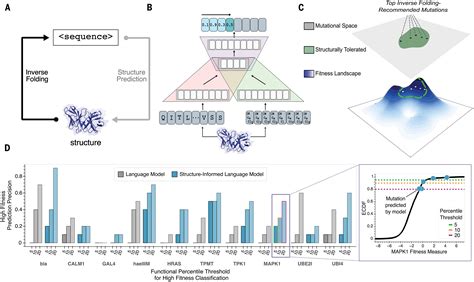 Unsupervised Evolution Of Protein And Antibody Complexes With A Structure Informed Language