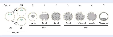 Figure 1 From A Role For Aurora C In The Chromosomal Passenger Complex