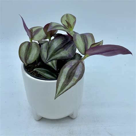 4″ Variegated Inch Plant Wandering Dude Plant Van