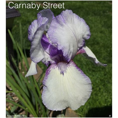Carnaby Street Historic Iris Preservation Society