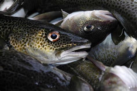 En Can The Western Baltic Cod Still Be Saved
