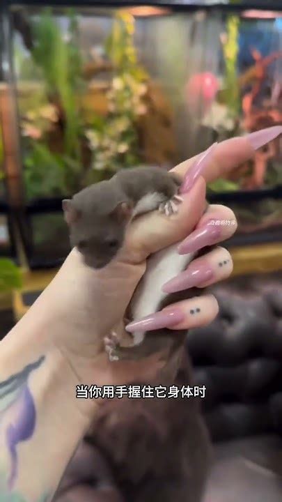 你知道宠物伶鼬有多黏人吗？搞笑 内容过于真实 万万没想到 Youtube