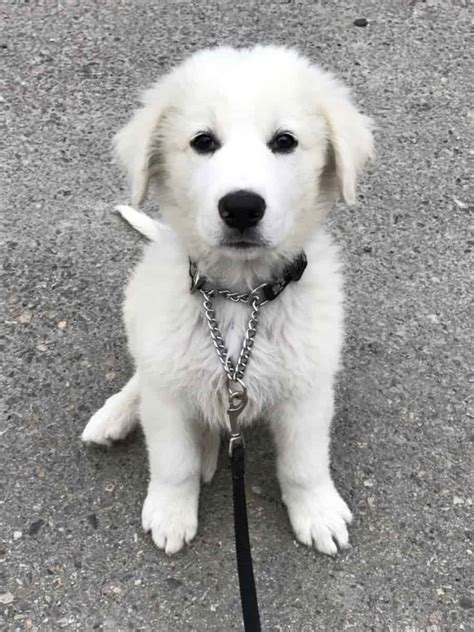 The Great Pyrenees Lab Mix A Fusion Of Loyalty And Strength World Of
