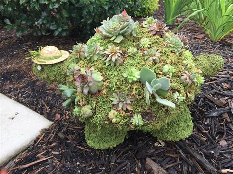 Succulent Turtle Finished Today And Will Bring Back In A Few Weeks From