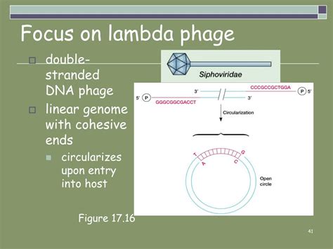 Ppt Microbial Genetics Powerpoint Presentation Free Download Id