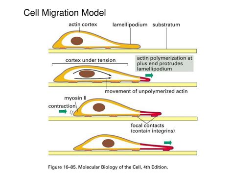 Ppt Cell Migration Powerpoint Presentation Free Download Id746755