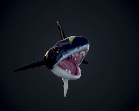 Sharkpedo Wallpapers Wallpaper Cave
