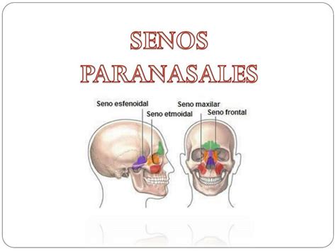 5 Senos Paranasales Gabriela Ponce Udocz