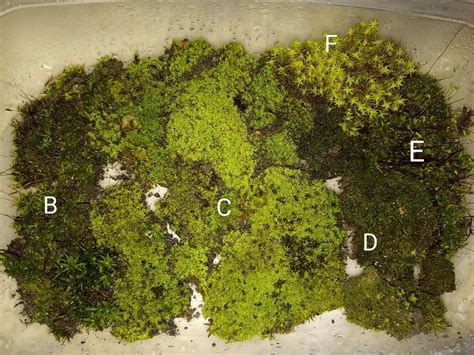 Help Identifying These Mosses Rmoss