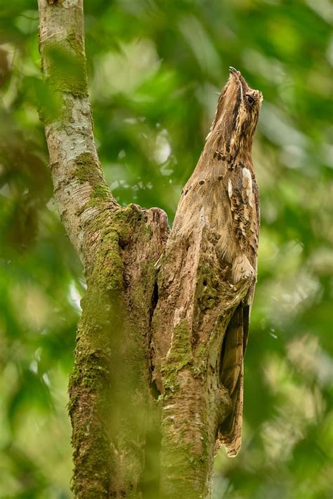 Finding Bird Eyes With The Canon R5 Nikon Z9 And Sony A1