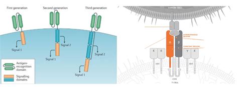 Immune Cell Identification And Selection Biocytoceuticals