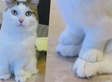 Peets On Feets R Whatswrongwithyourcat